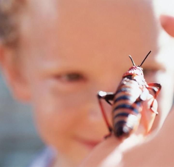 Intepaturile de insecte si tratamente pentru copii | SfatulMamicilor.ro