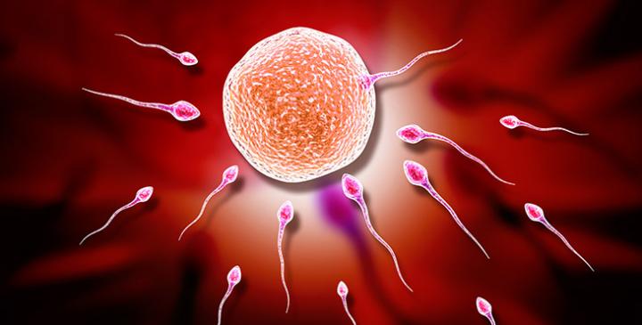 Ovulatia - cum identificam perioada fertila | SfatulMamicilor.ro