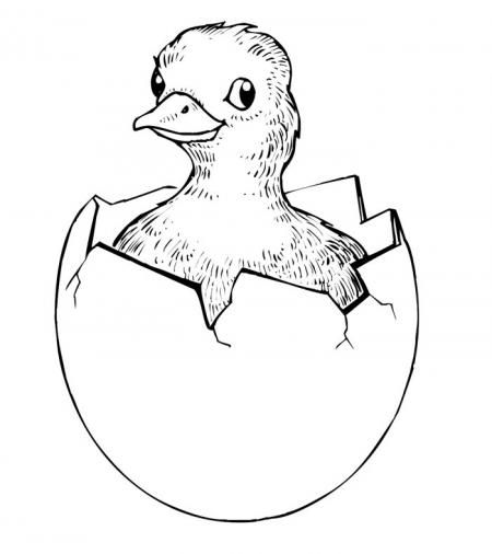 Planse cu pui de colorat | SfatulMamicilor.ro